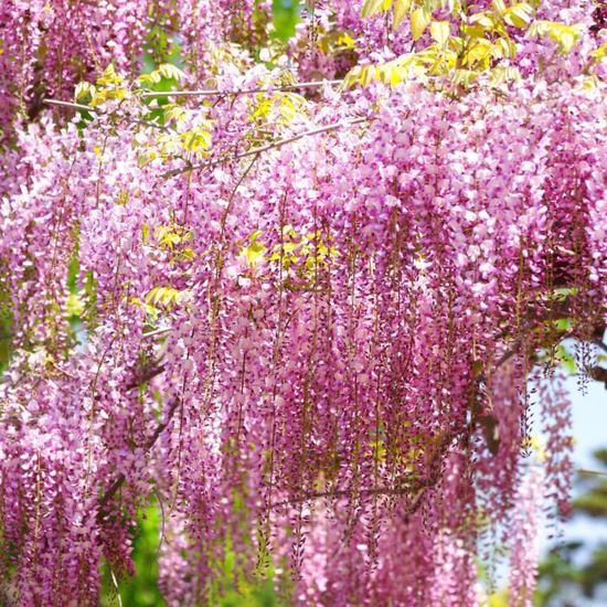 Wisteria Rosea Glycine du Japon Arbuste rustique et grimpant à feuilles ...