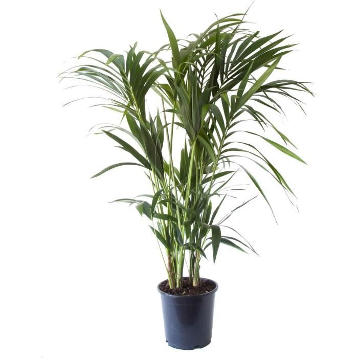 Plante d'intérieur – Palmier Kentia – Hauteur: 125 cm8 pousses [230 ...