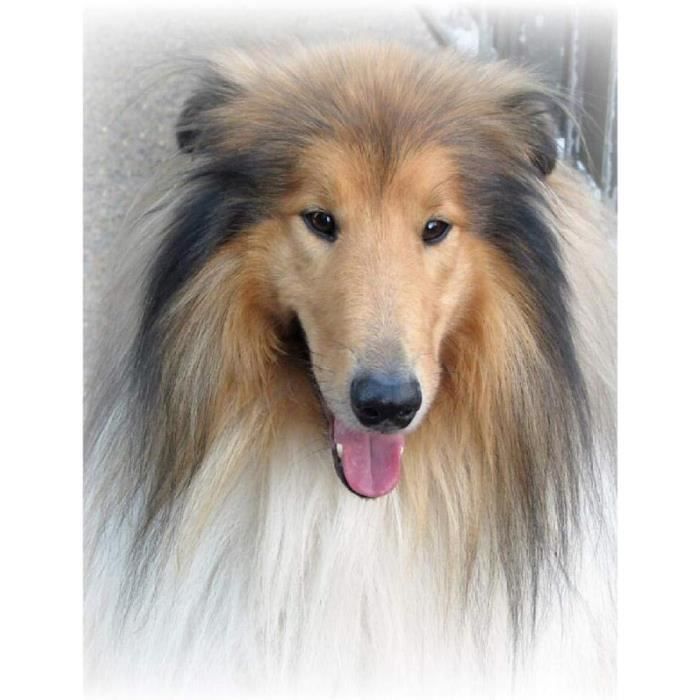 Diamond Painting Strass Kit Complet Animaux 40X50Cm Colley Chien ...