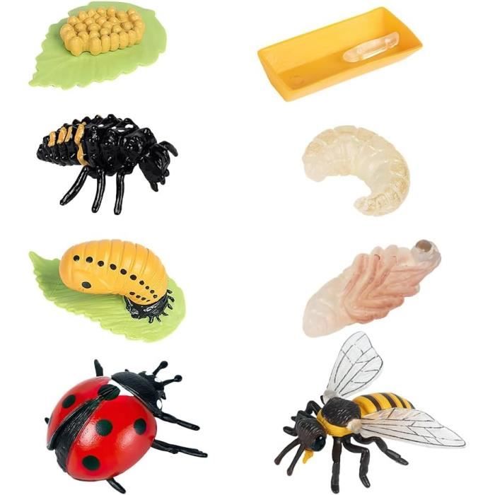Cycle de Vie de Papillon, Abeille Libellule et Coccinelle, Ensembles D ...