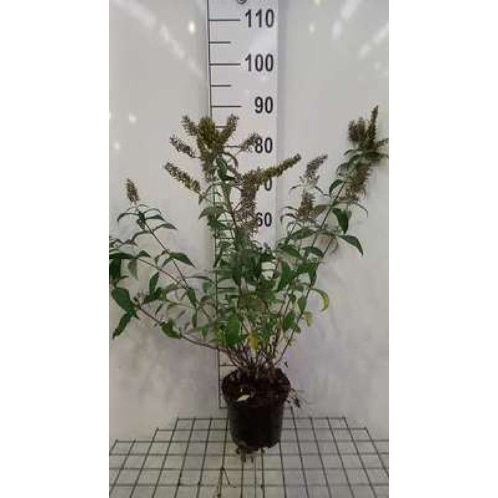 Buddleja dav. 'Reve de Papillon White'® - Buisson Des Papillons 'Reve ...