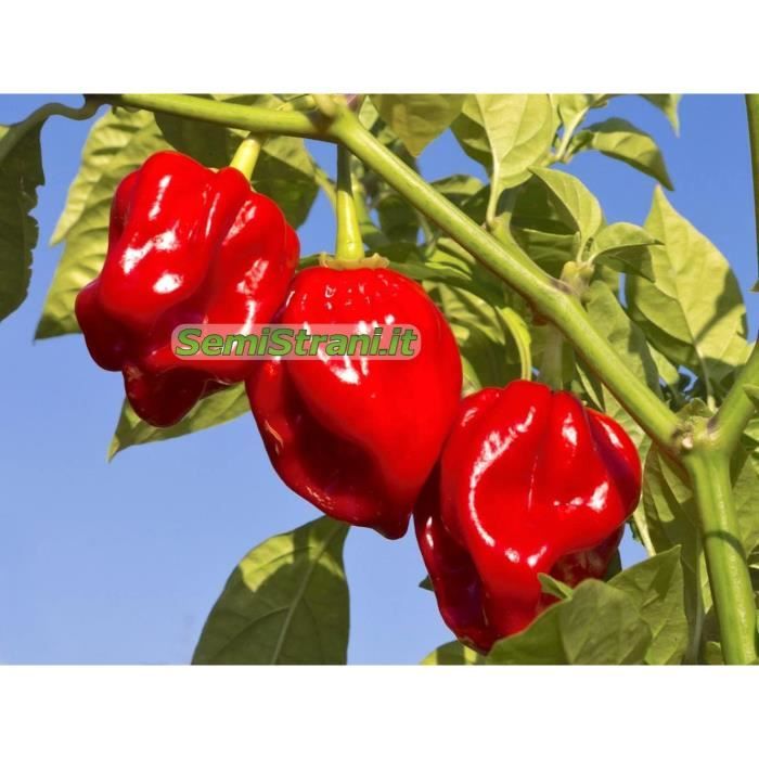 120 Graines De Piment Chili Dans Les 12 Variétés Les Plus Savoureuses ...