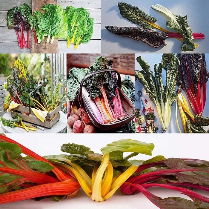 50PCS Graine De Betterave Couleurs Mélangées Herbe Bisannuelle Légumes ...