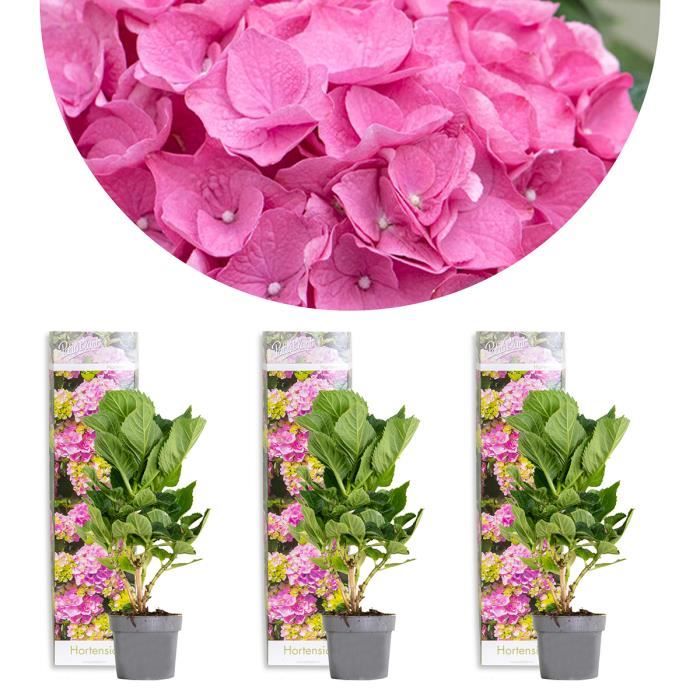3x Hydrangea macrophylla 'Early Pink' - Hortensia - Arbuste - Rustique ...