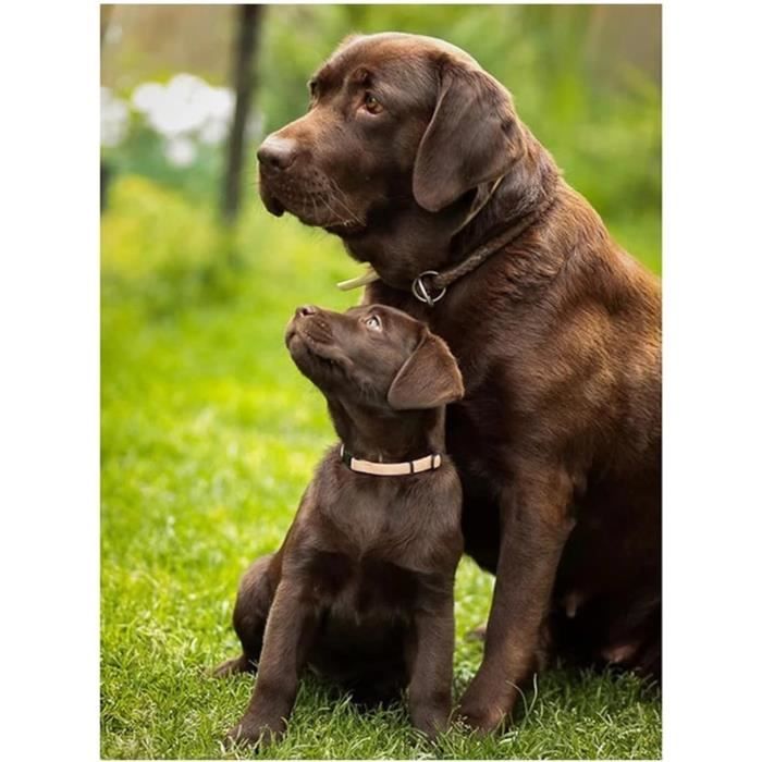 Diy Broderie Diamant Kit Complet,Chien Labrador 5D Diamond Painting Kit ...