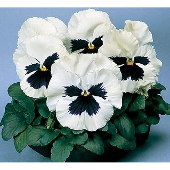 100 pièces Graines de Papillon Pensée Belles fleurs de jardin de fleurs ...