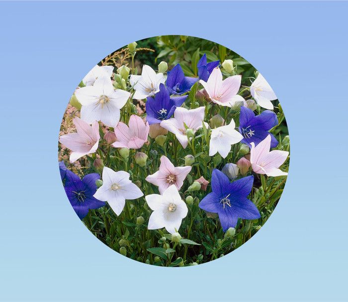 550 graines platycodon - fleur ballon - Campanule à grandes fleurs - en ...