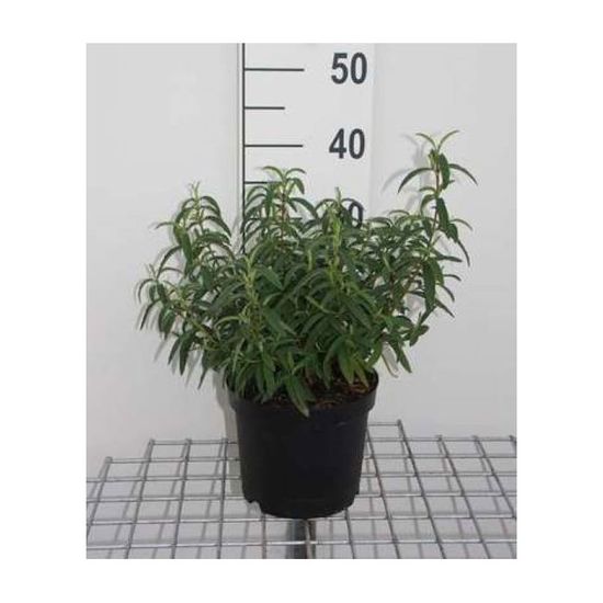 Cistus purpureus - Ciste Pulvérulent 20- 25 cm en pot - Cdiscount Jardin