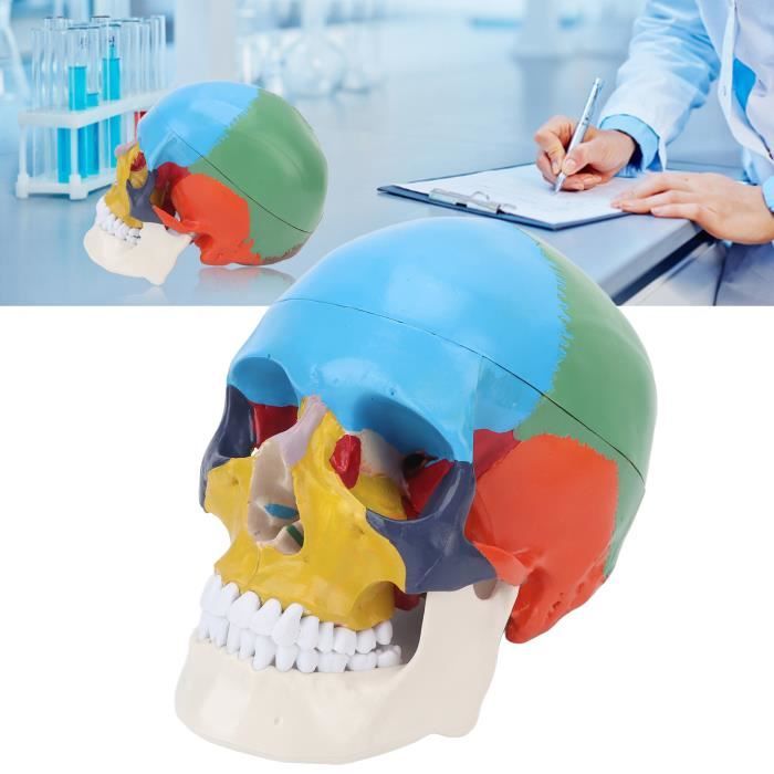 Modèle de crâne humain d'anatomie détachable d'école de modèle de crâne ...