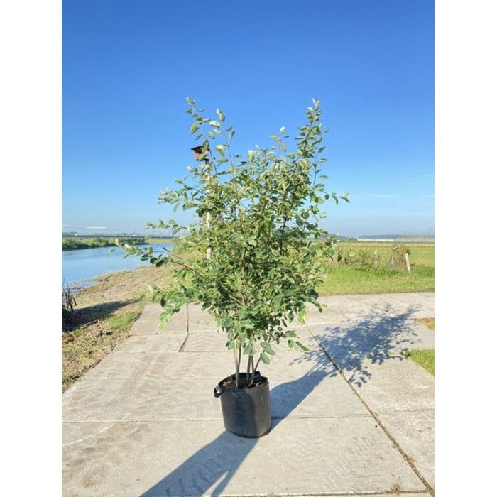 Amelanchier lamarckii - Amelanche 60- 80 cm en pot - Cdiscount Jardin