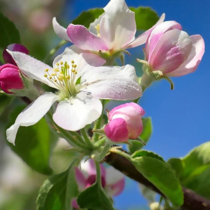 Pommier d'ornement Evereste® 'Perpetu' - Cdiscount Jardin