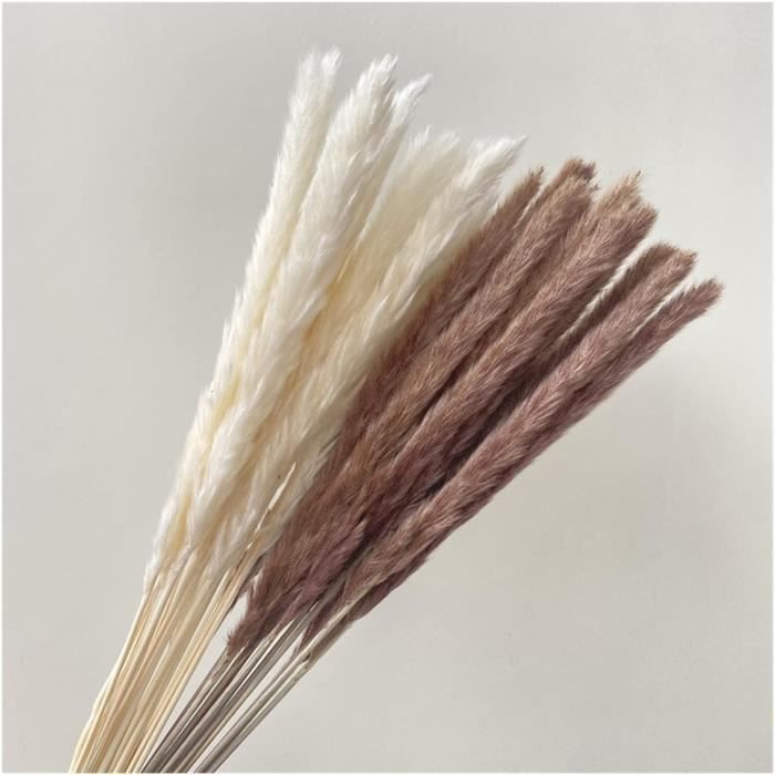 30 Pcs Vraies Fleurs De Roseau Séchées Bouquet Maison De Mariage ...
