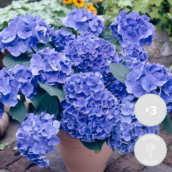 3x Hydrangea macrophylla 'Early Blue' - Hortensia - Arbuste - Rustique ...