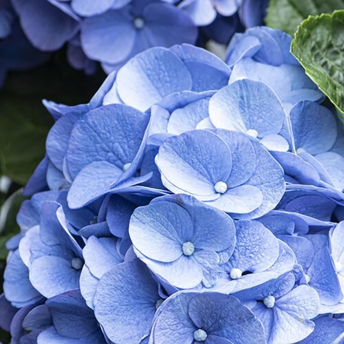 3x Hydrangea macrophylla 'Early Blue' - Hortensia - Arbuste - Rustique ...