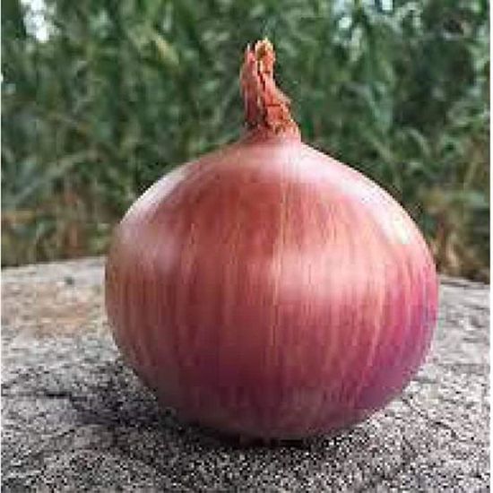 Graines Oignon rouge AMPOSTA.[Q402] - Cdiscount Jardin