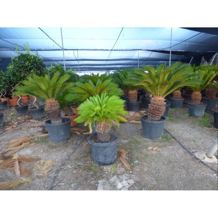 CYCA REVOLUTA HAUTEUR 50-70 CM POT DE 10 L. LOT DE 2 - Cdiscount Jardin