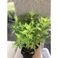 6x Verveine citronnée, Feuille de citron - Aloysia triphylla | 9x9 cm ...