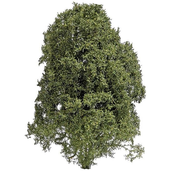 Buisson - BUSCH - 3589 - Arbuste d'ornement - Floraison été - Feuillage ...