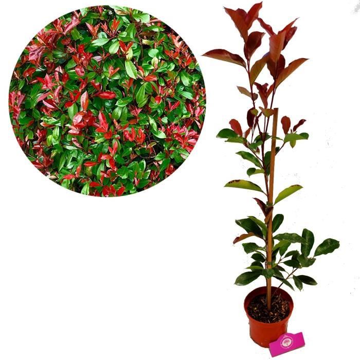 Petit arbre - SCHRAMAS - Photinia Fraseri Red Robin - Pot 17 cm ...