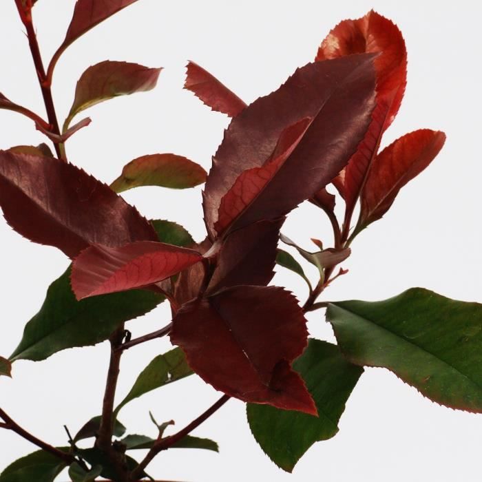 Petit arbre - SCHRAMAS - Photinia Fraseri Red Robin - Pot 17 cm ...