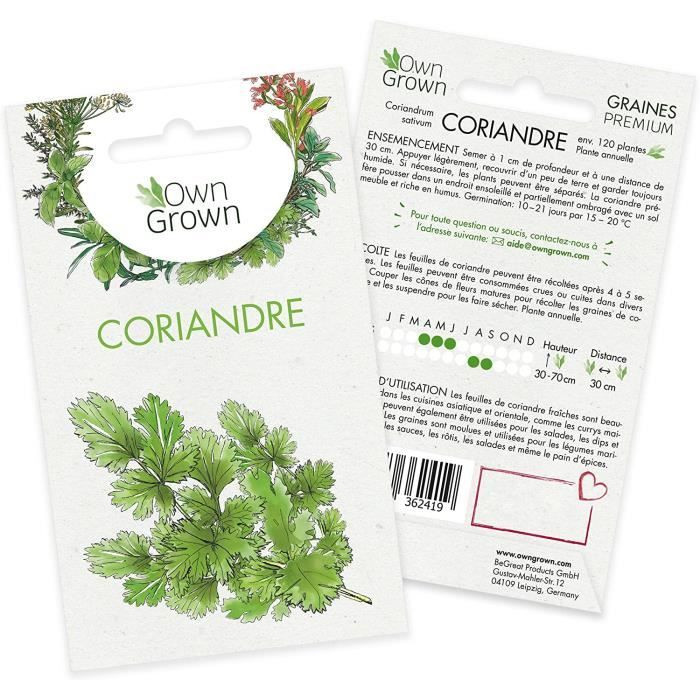 Graines de coriandre (Coriandrum sativum), semences de coriandre ...