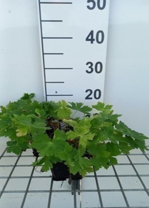 Geranium phaeum 'Raven' - Plante Géranium vivace en pot 9 x 9 cm ...