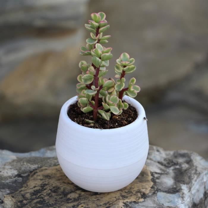 VGEBY Pot de semis Pot Succulent Mini Conteneur de Fleurs de Semis Pot ...