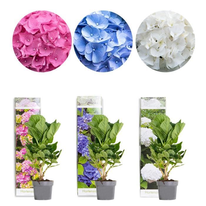 3x Hydrangea macrophylla MIX – Hortensia – Arbuste - Rustique – D10.5 ...