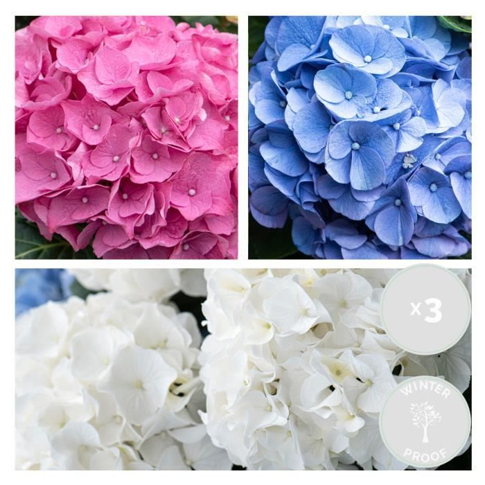 3x Hydrangea macrophylla MIX – Hortensia – Arbuste - Rustique – D10.5 ...