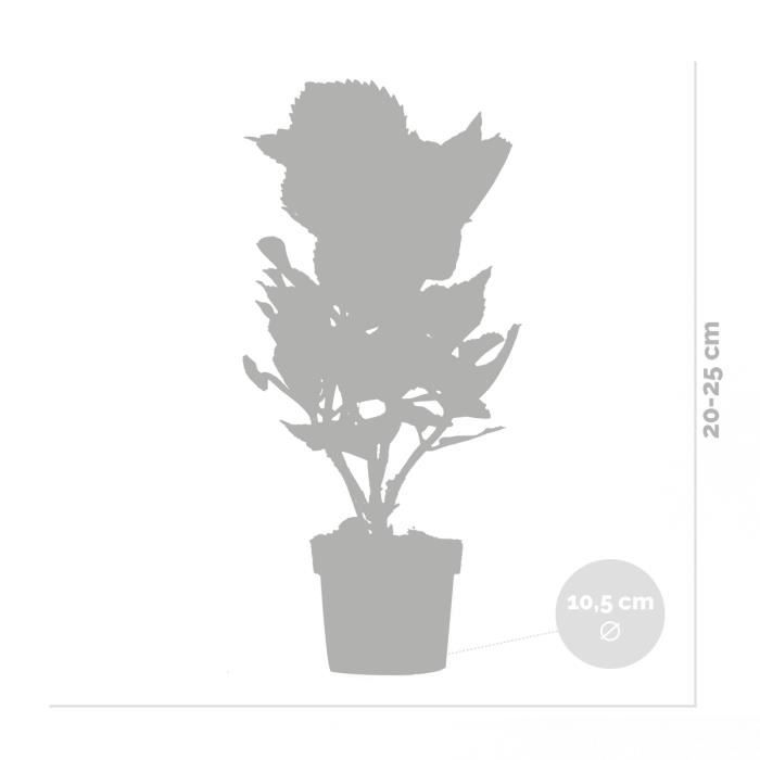 3x Hydrangea macrophylla MIX – Hortensia – Arbuste - Rustique – D10.5 ...