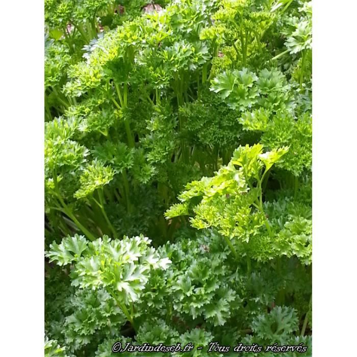300 Graines de Persil frisé vert foncé - Cdiscount Jardin