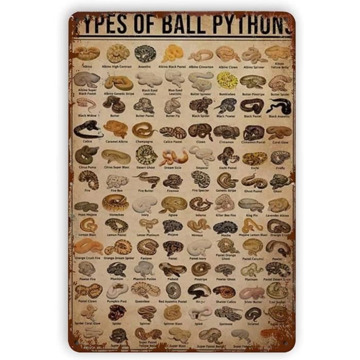 Pythons Knowledge Metal Tin Signs, Types of Ball Pythons Tin Sign Retro ...