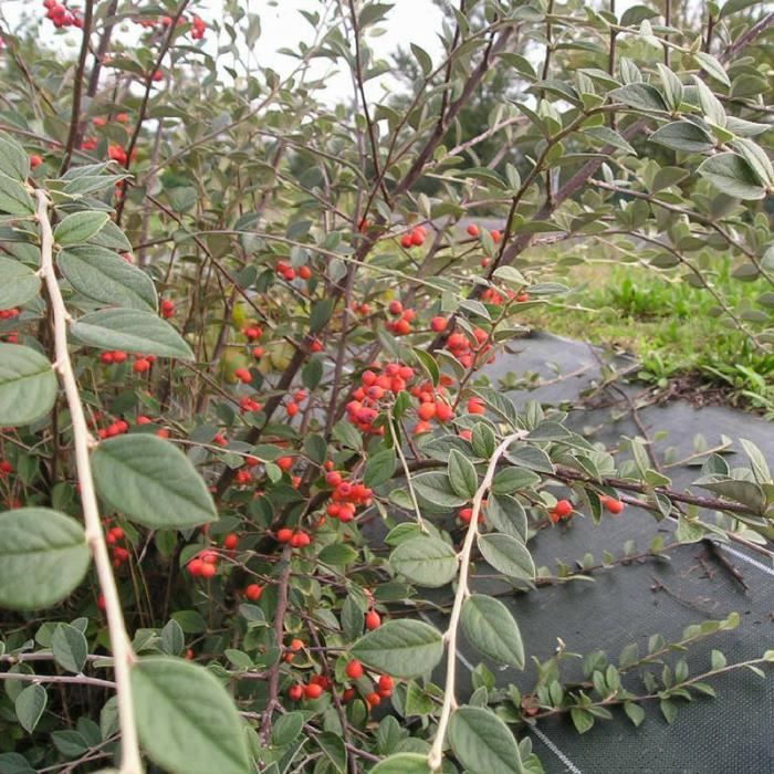 Cotoneaster franchetti (Cotoneaster franchetti) Jeune plant en godet 20 ...