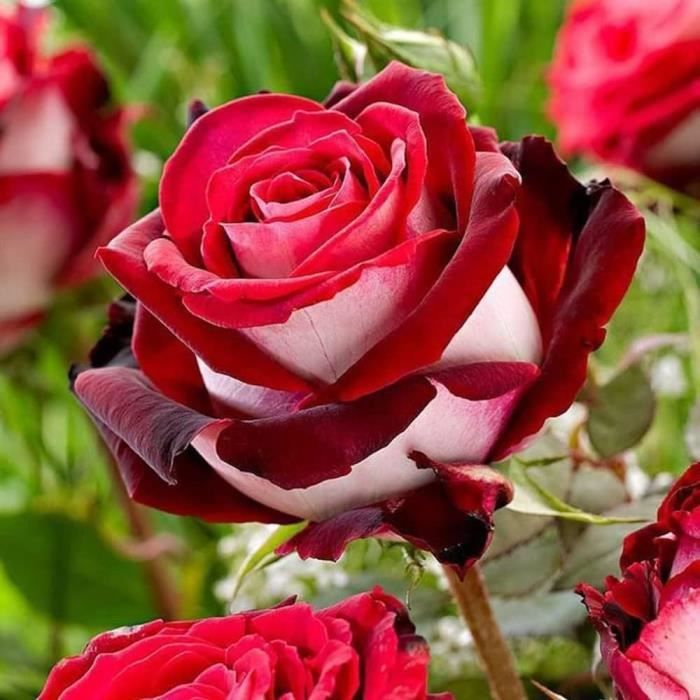 Graine De Rose Plantes Roses Rosiers Grimpants Hardy Graines De ...