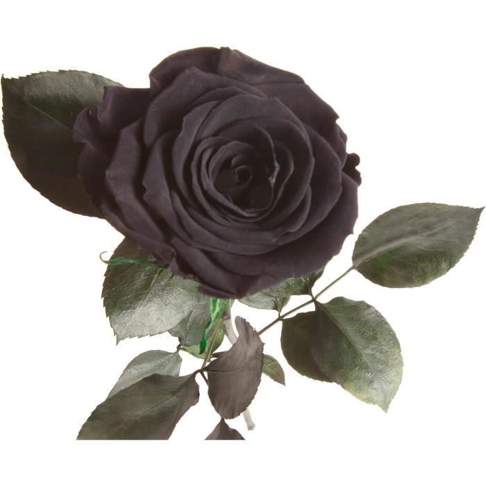 Rose Éternelle Avec Tige Noire - Fleur Eternelle Longuer 30-35Cm ...