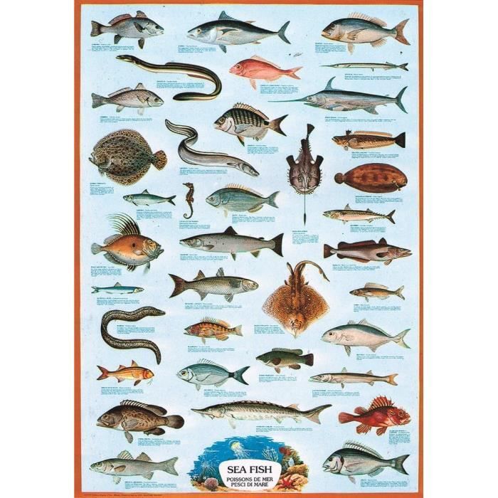 Empire Poster Poissons De Mer + Accessoires 20 Bandes Tesa Powerstrips ...