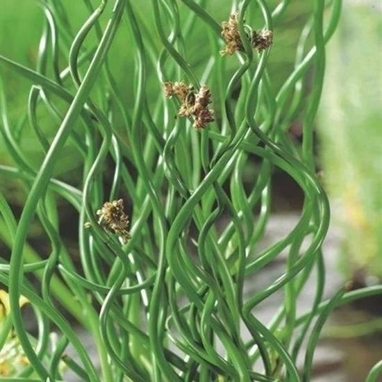 Juncus effusus Spiralis | Jonc épars | Plante aquatique | Hauteur ...