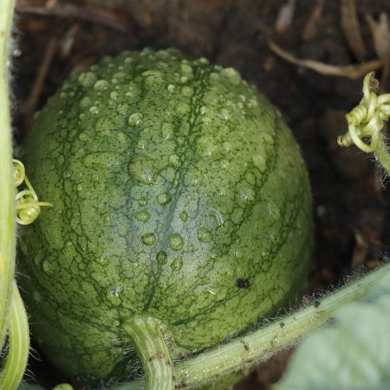 Graines de Pastèque Sugar Baby - Vilmorin - Cdiscount Jardin