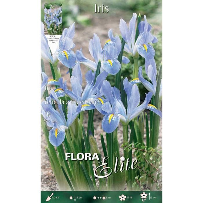 IRIS RETICULATA BLUE PLANET CONFEZIONE DA 10 BULBI AUTUNNALI BULBS ...