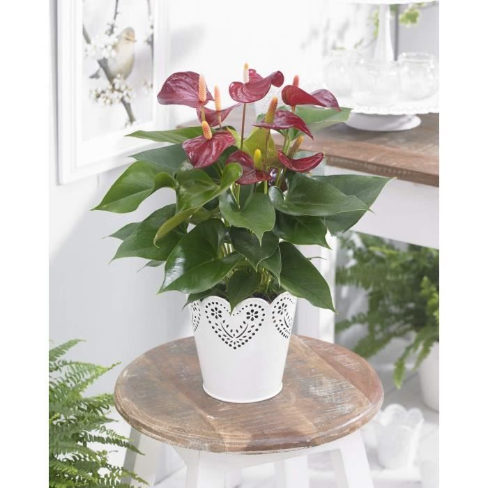 Anthurium Violet Langue de feu Plante à fleurs pour la Maison-le Bureau ...