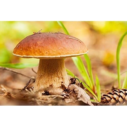Boletus Reticulatus – Mycélium – Forêt De Champignons – Faites Pousser ...