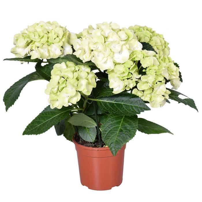 Hydrangea macrophylla 'Schneeball' – Hortensia – Arbuste - Rustique ...