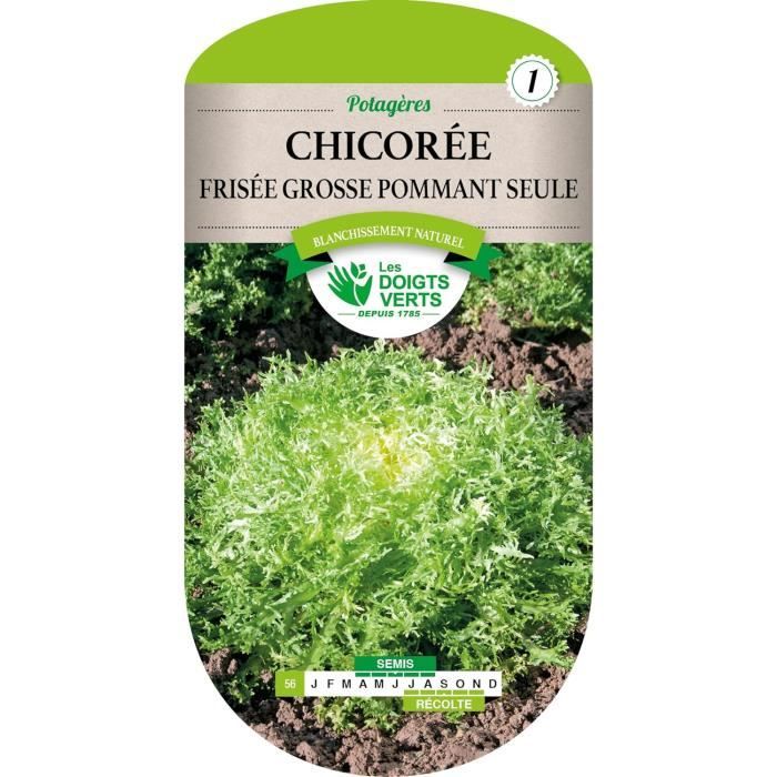 Chicorée Fr.Grosse Pt Seule[z4087] - Cdiscount Jardin
