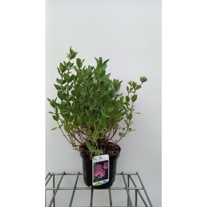 Cistus pulverulentus 'Sunset' - Ciste Pulvérulent 20- 25 cm en pot ...