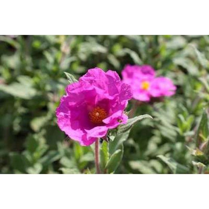 Cistus pulverulentus 'Sunset' - Ciste Pulvérulent 20- 25 cm en pot ...