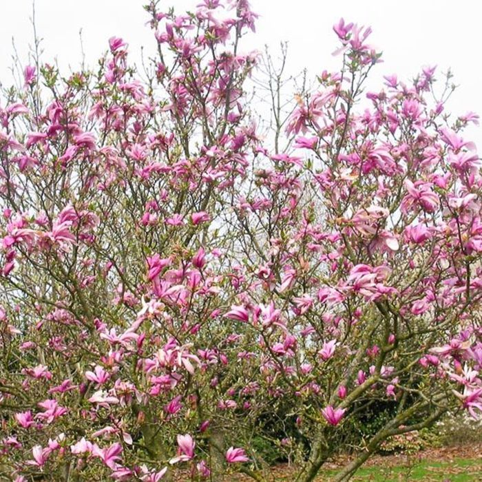 Magnolia Ricki, arbuste d'ornement à fleurs roses, caduc et adapté à l ...