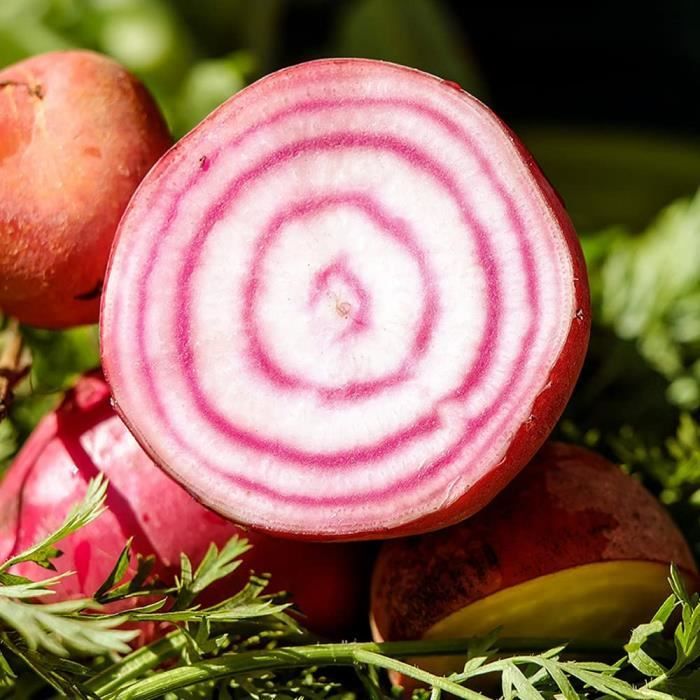 60 Graines de Betterave Chioggia - légumes jardin - semences paysannes ...