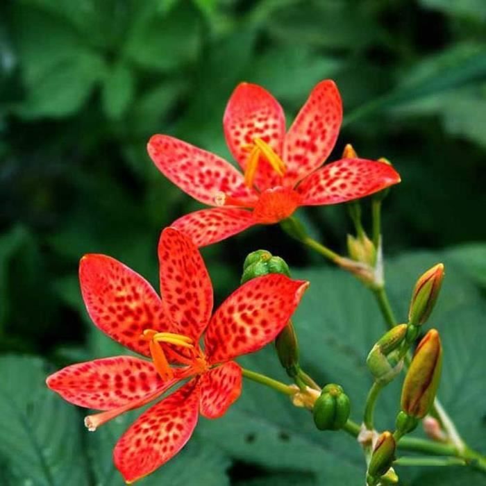 Belamcanda Chinensis Seeds 10+ Blackberry Lily Vivace Pour La ...