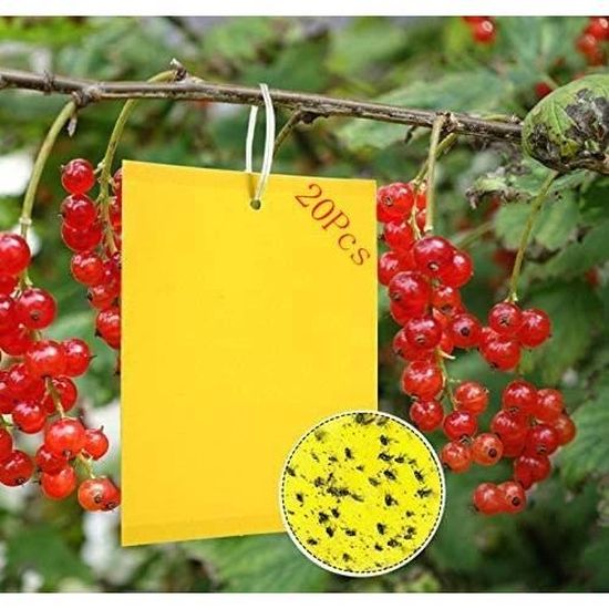 20 Pièges Jaune Mouche piège Double Face, Pour Insectes Volants - Serre ...