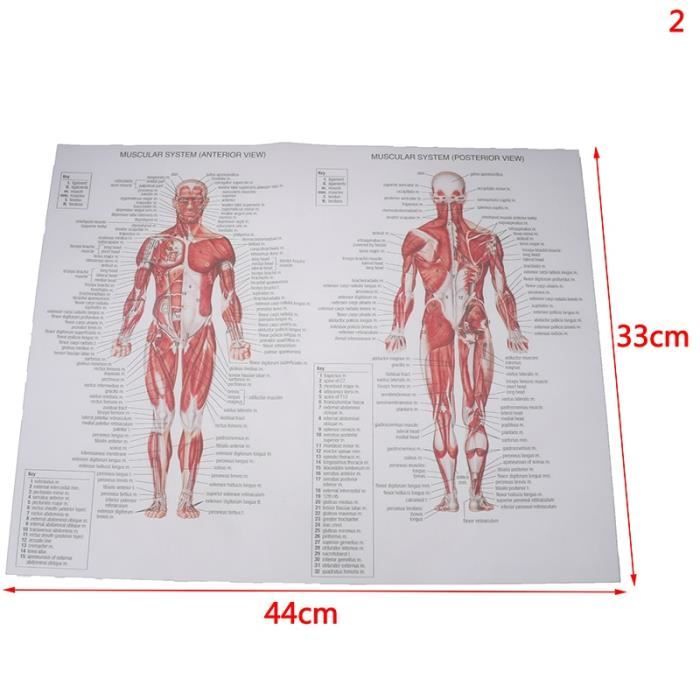 Couleur 10 Pour l'éducation médicale hôpital Massage carte anatomie ...